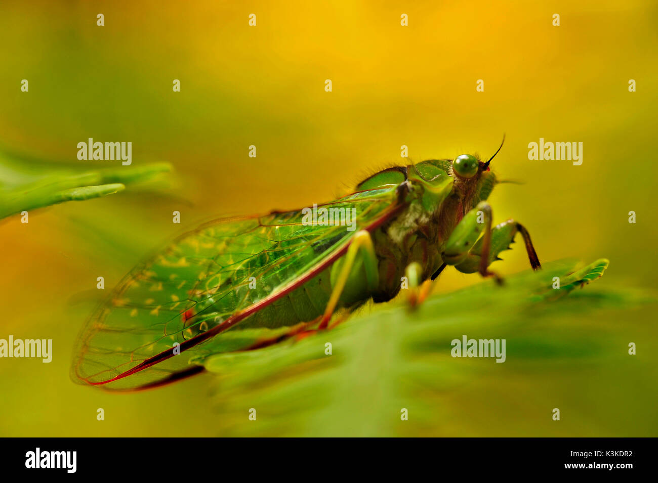 New zealand cicada hi-res stock photography and images - Alamy
