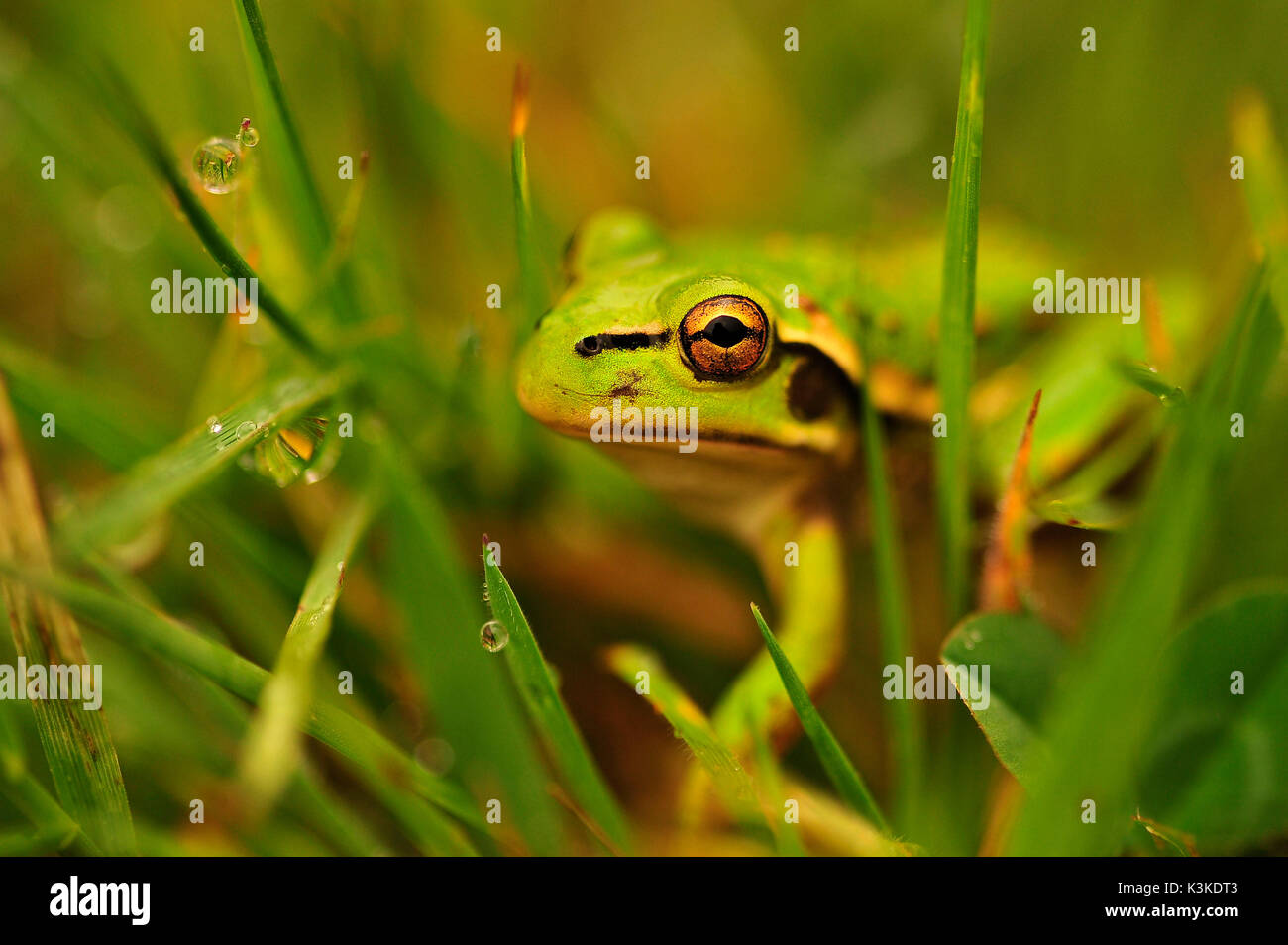 Medium close-up of a green New Zealand frog Stock Photo - Alamy