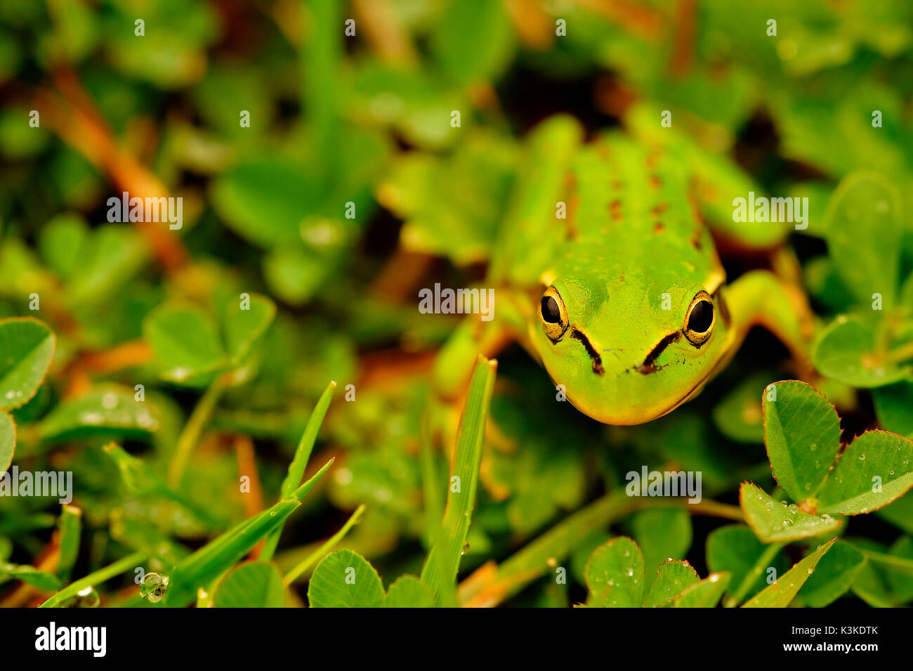 green New Zealand frog on a meadow in medium close-up Stock Photo - Alamy