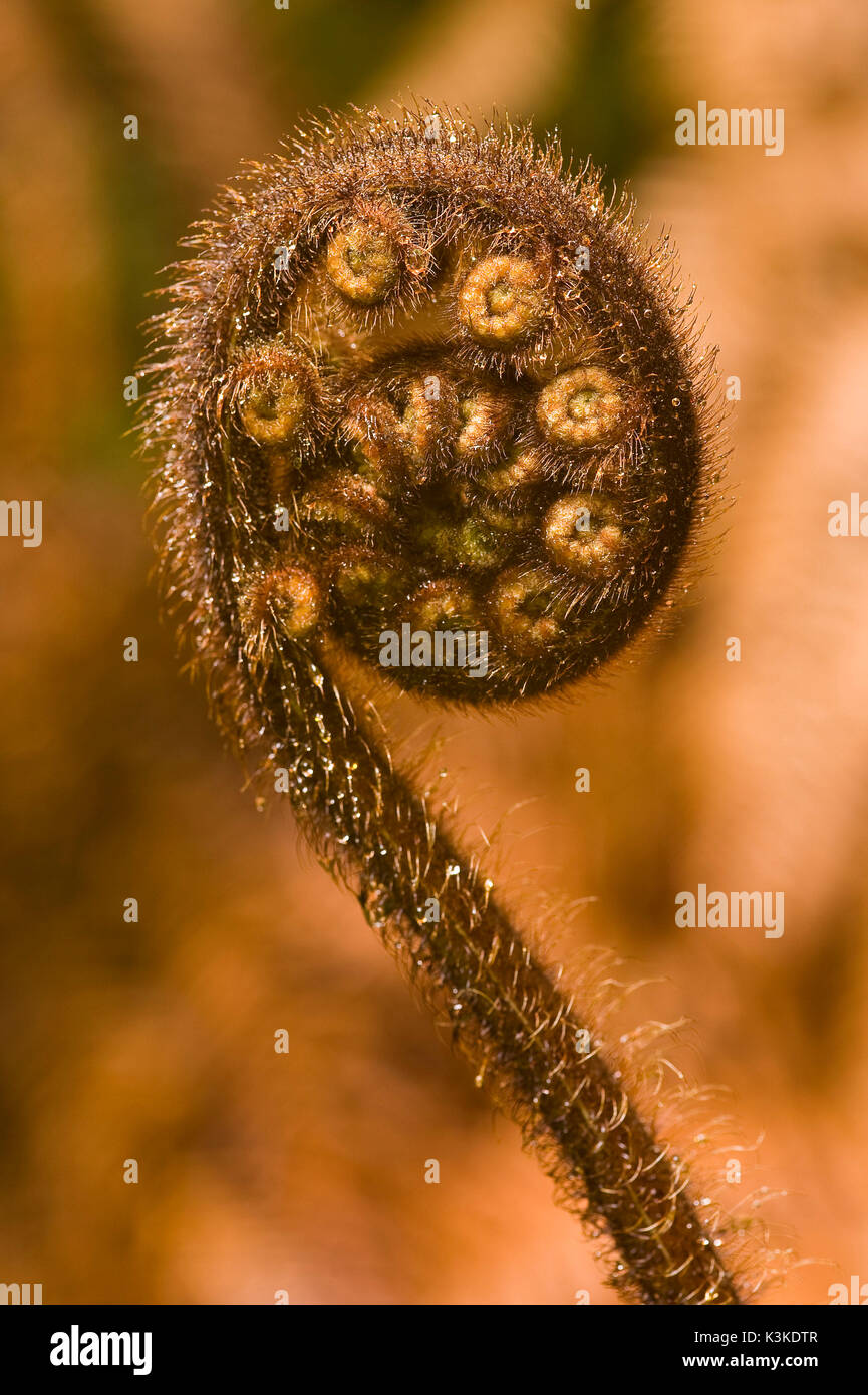 Sprout fern hi-res stock photography and images - Alamy