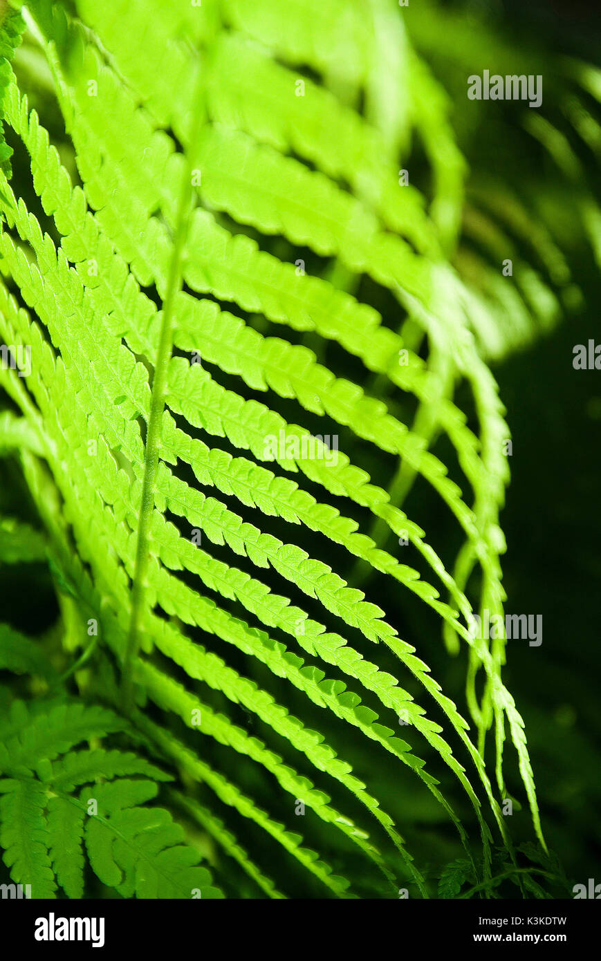 Back fern leaves hi-res stock photography and images - Alamy
