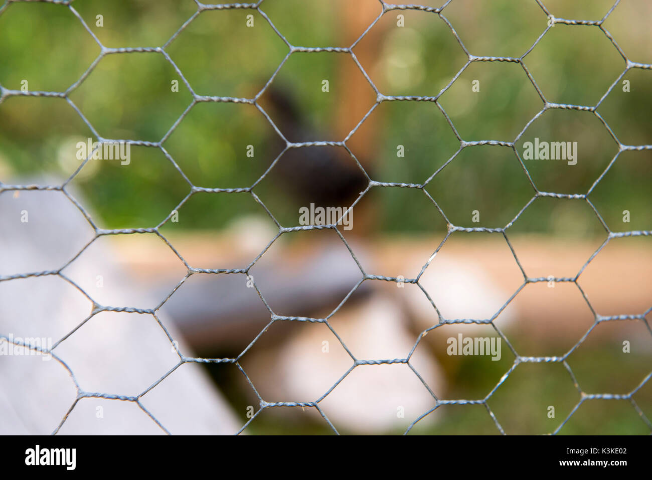 Stable, wire mesh fence, close up Stock Photo - Alamy