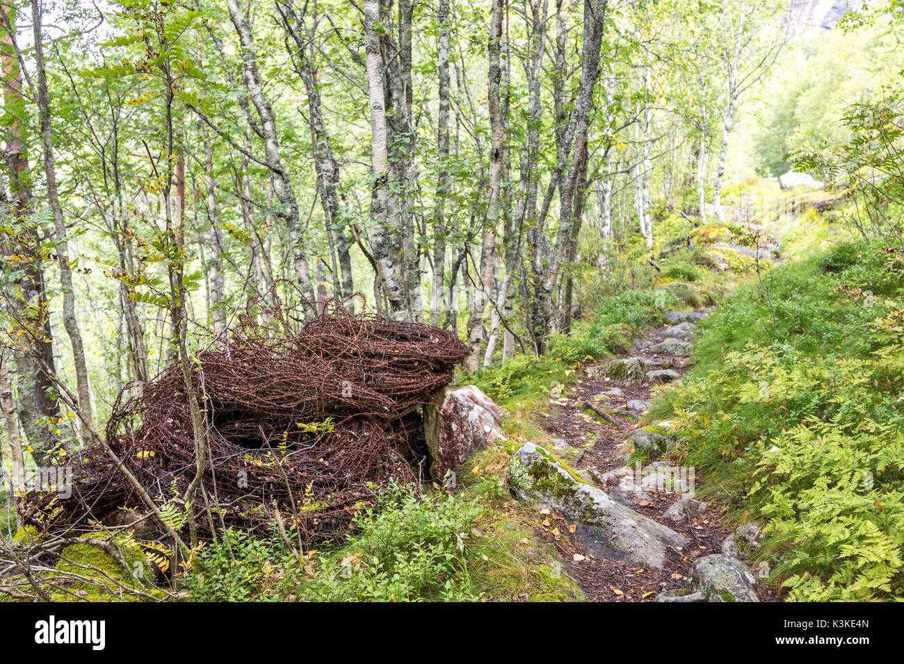 Old and rusty barbed wire roll lying in the beautiful green nature in ...