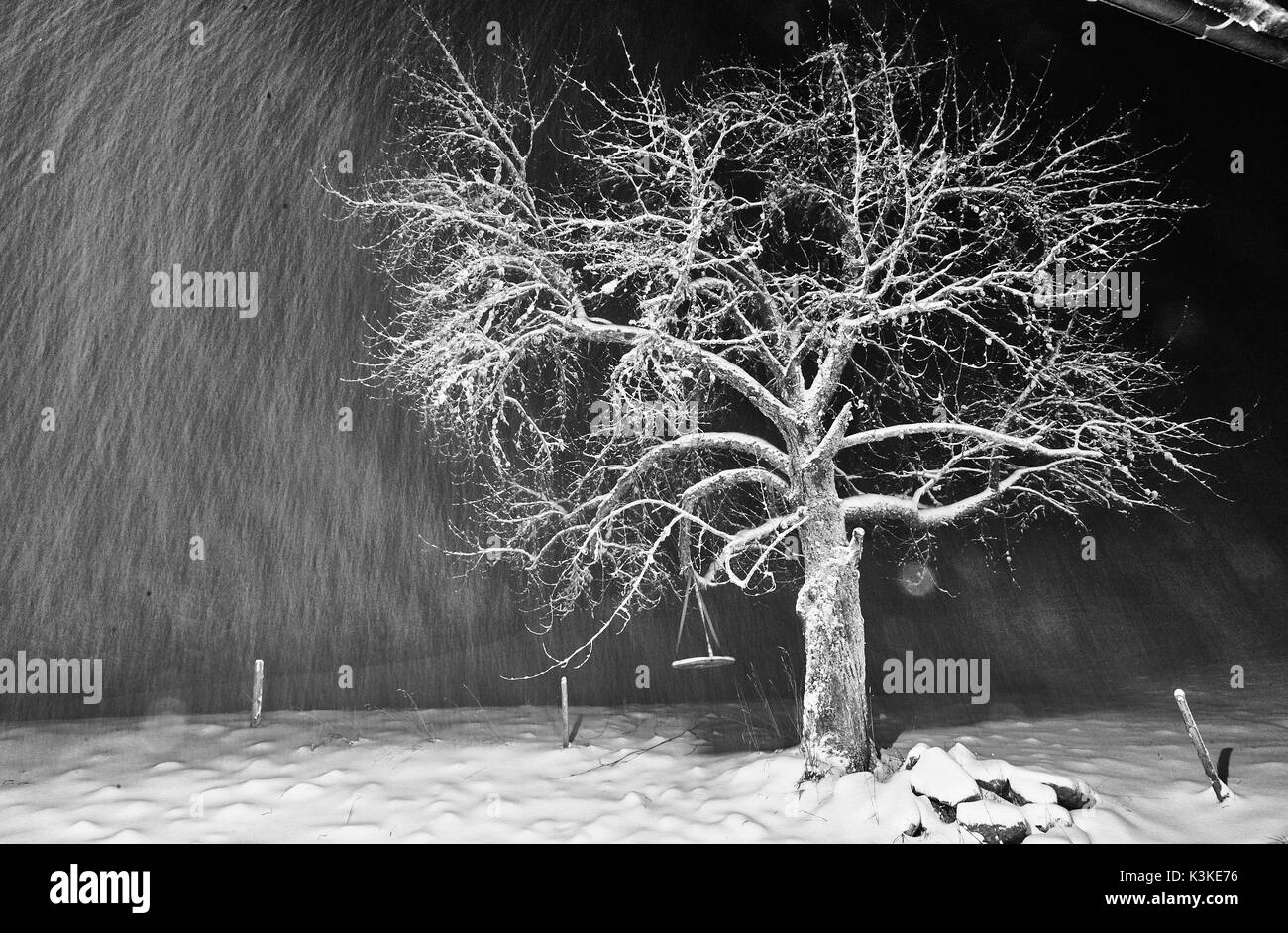 Tree, winter, night, driving snow Stock Photo - Alamy