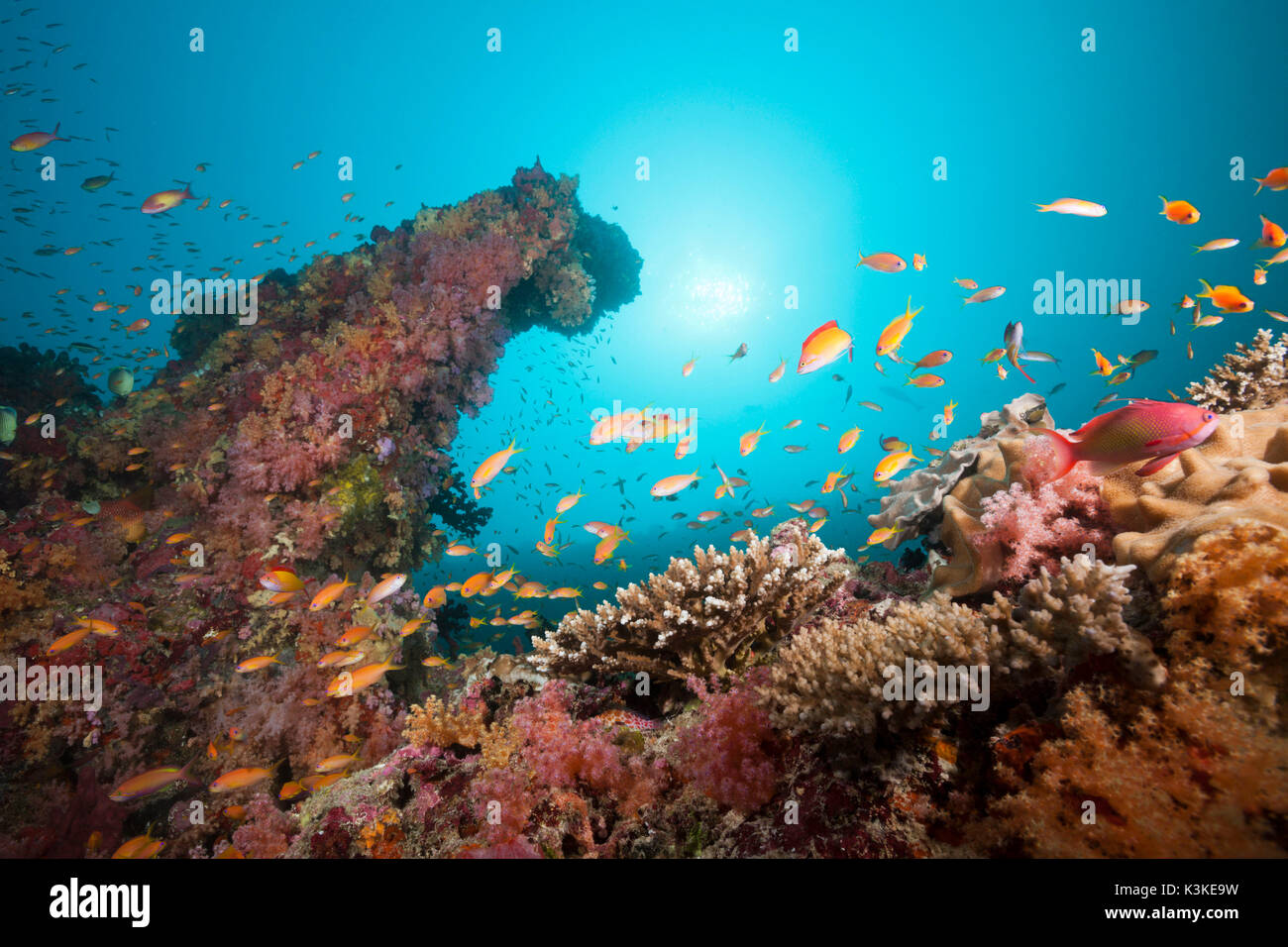 Colored Coral Reef, South Male Atoll, Maldives Stock Photo - Alamy