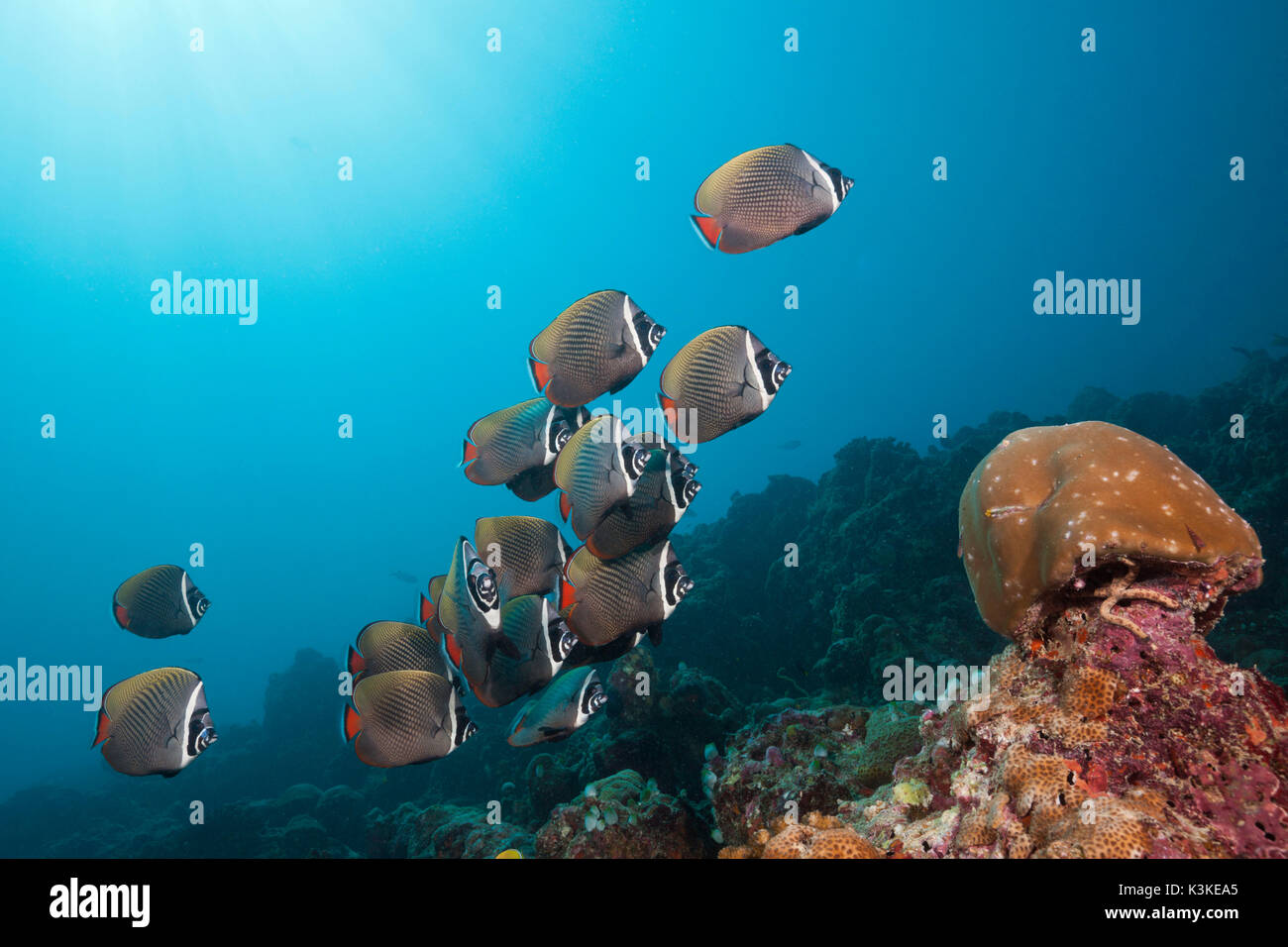 Shoal of Redtail Butterflyfish, Chaetodon collare, South Male Atoll ...