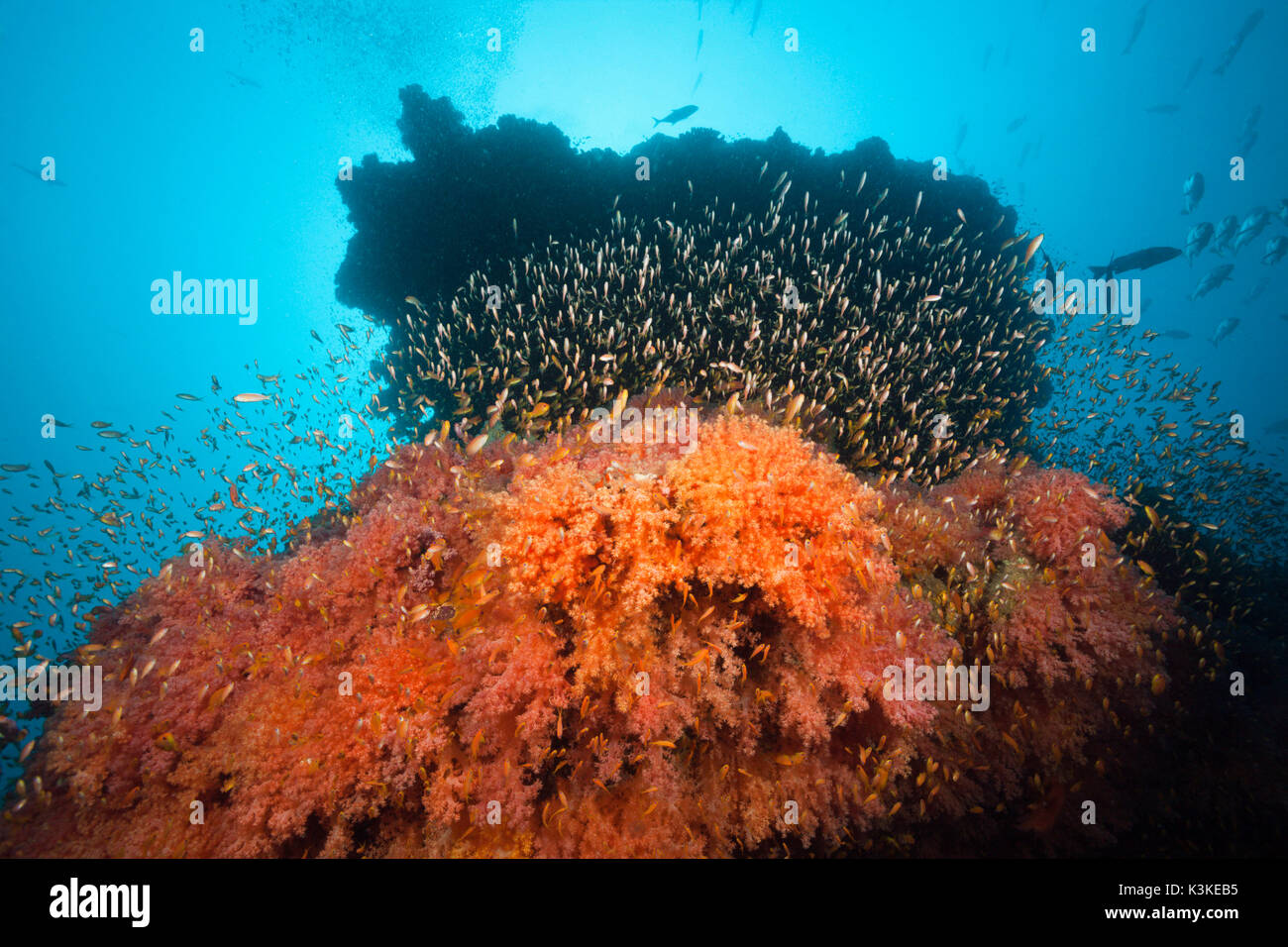 Colored Coral Reef, South Male Atoll, Maldives Stock Photo - Alamy