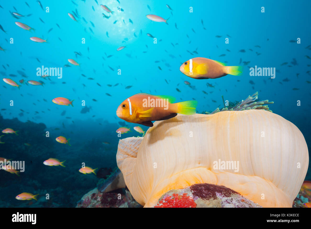 Maldive fish hi-res stock photography and images - Alamy