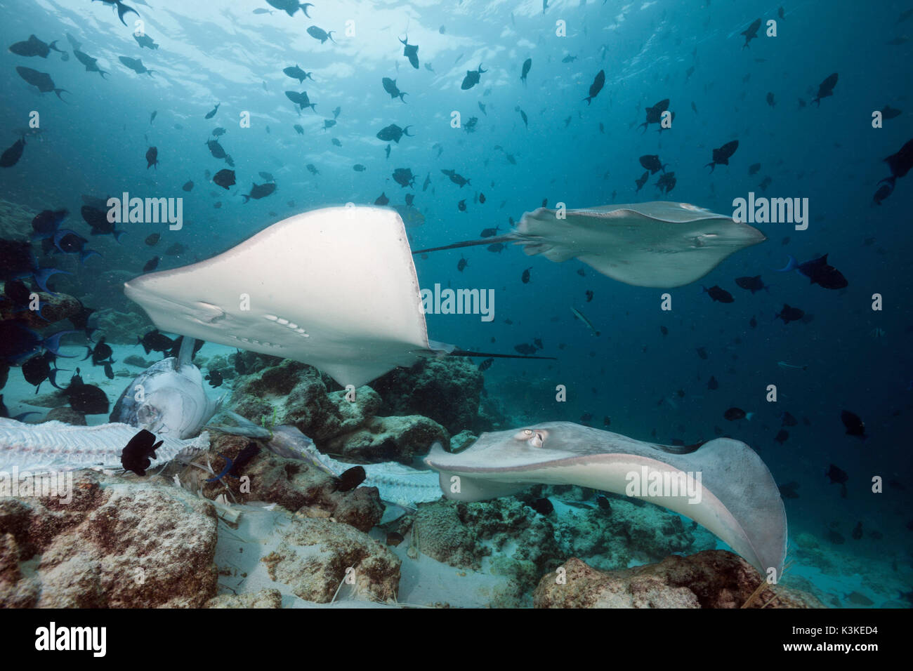 Pink whipray himantura fai hi-res stock photography and images - Alamy