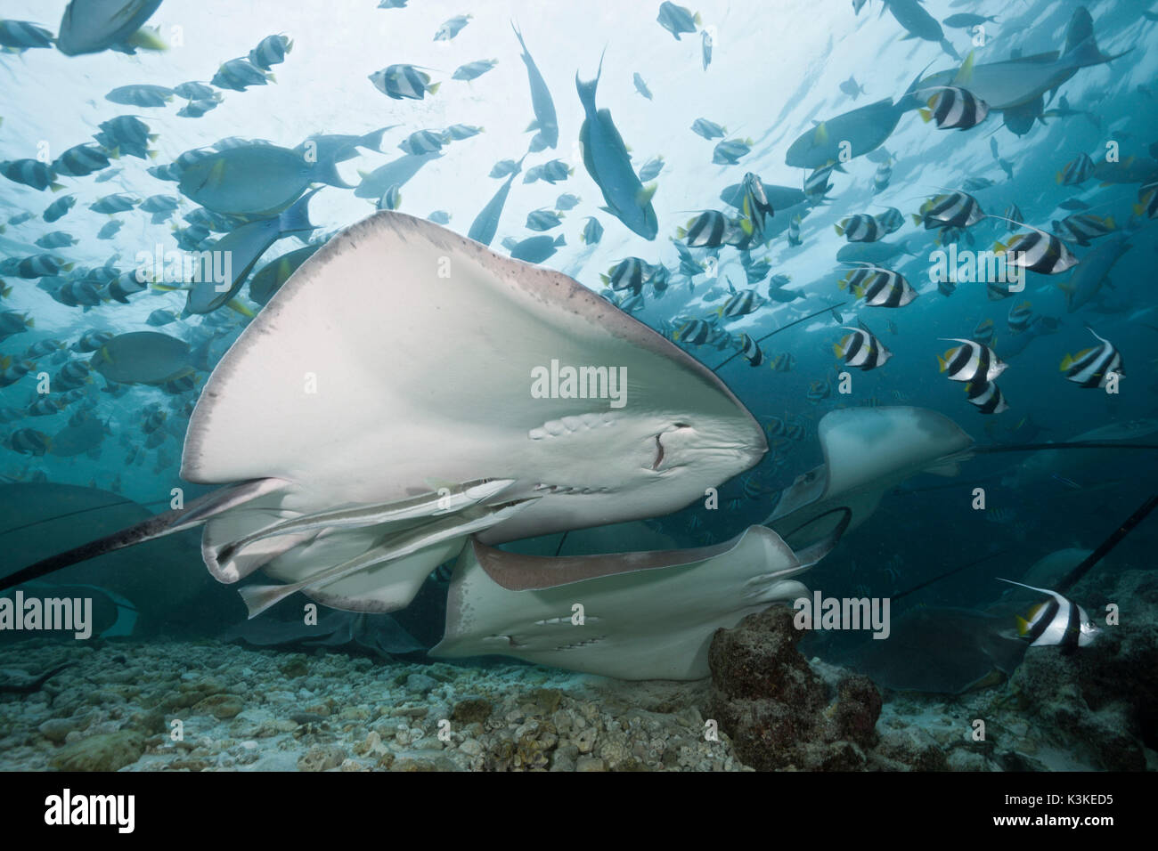 Pink Whipray, Pateobatis fai, North Male Atoll, Maldives Stock Photo ...