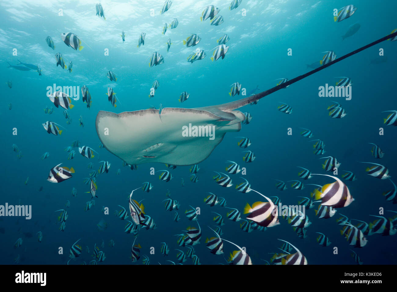 Pink whipray hi-res stock photography and images - Alamy
