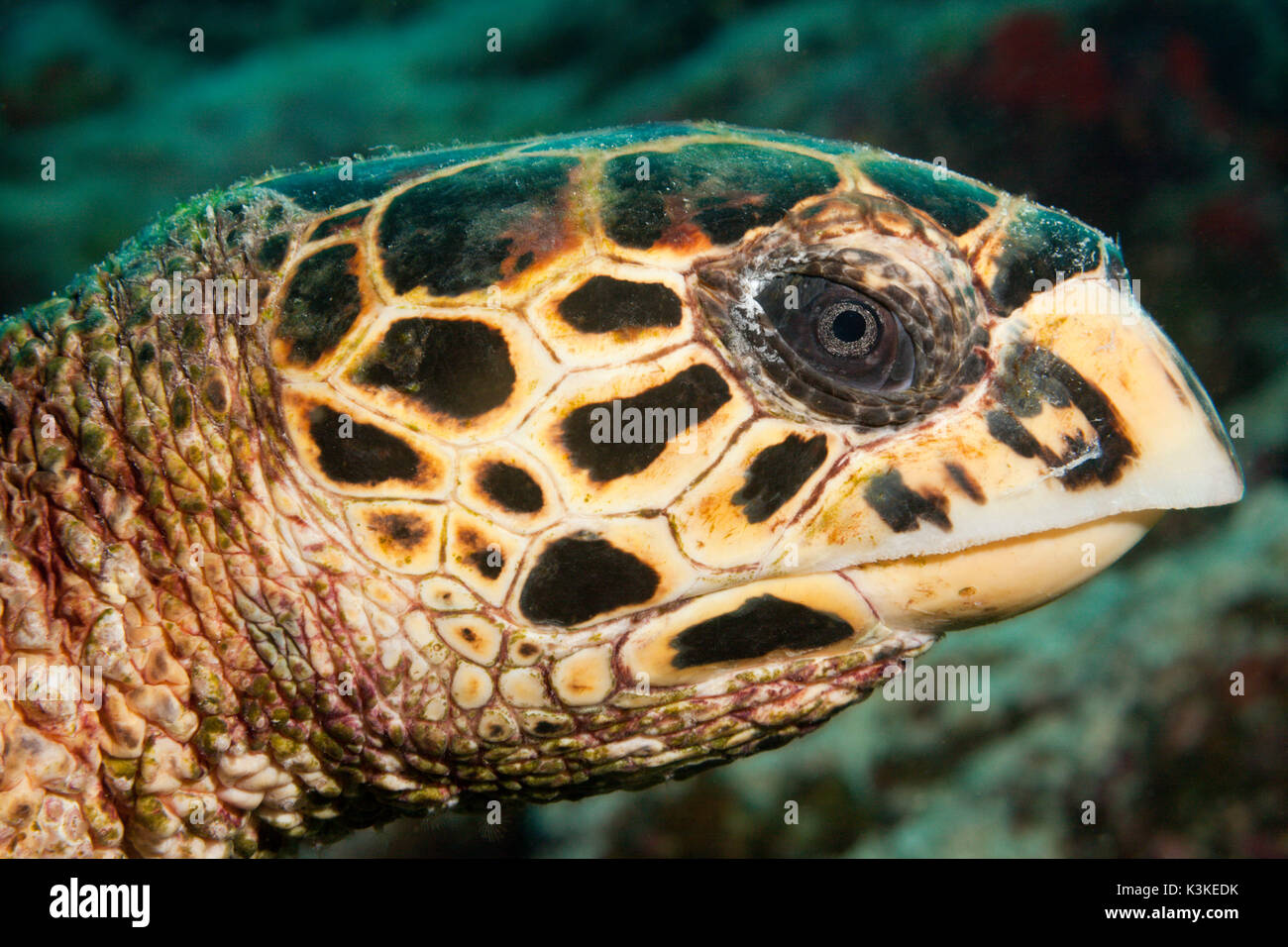 Turtle head hi-res stock photography and images - Alamy