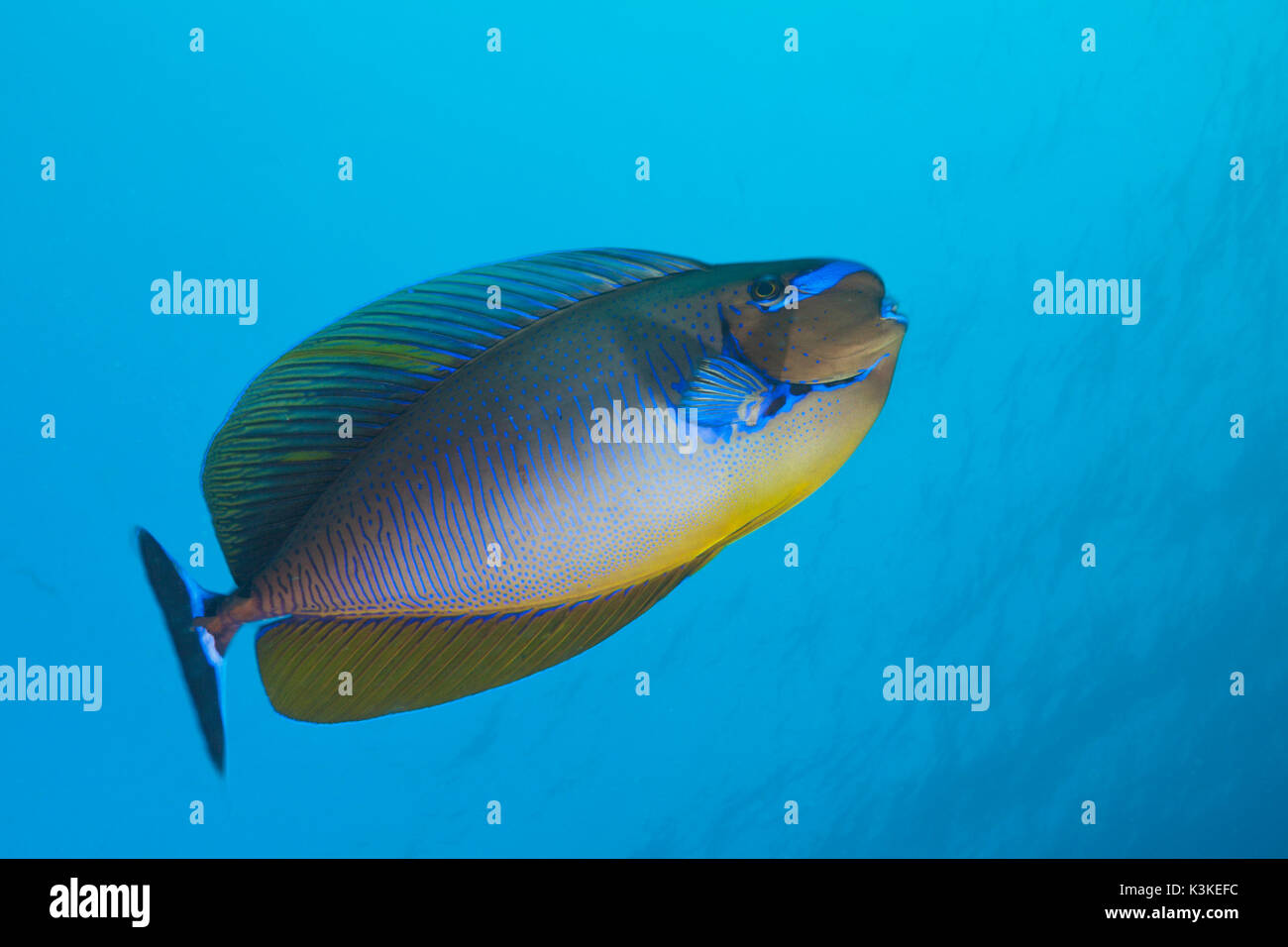 Unicornfish hi-res stock photography and images - Alamy