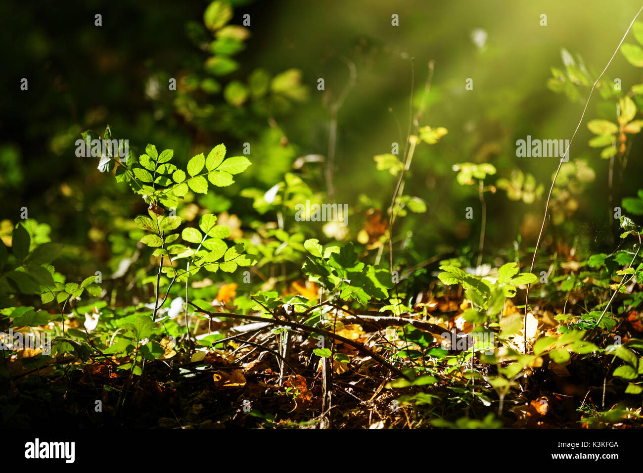 Forest floor hi-res stock photography and images - Alamy