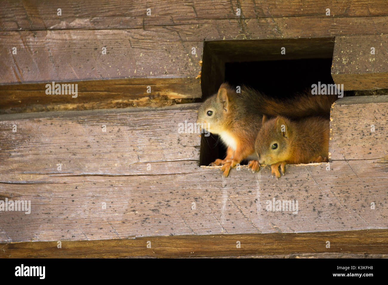 Baby squirrels hi-res stock photography and images - Alamy