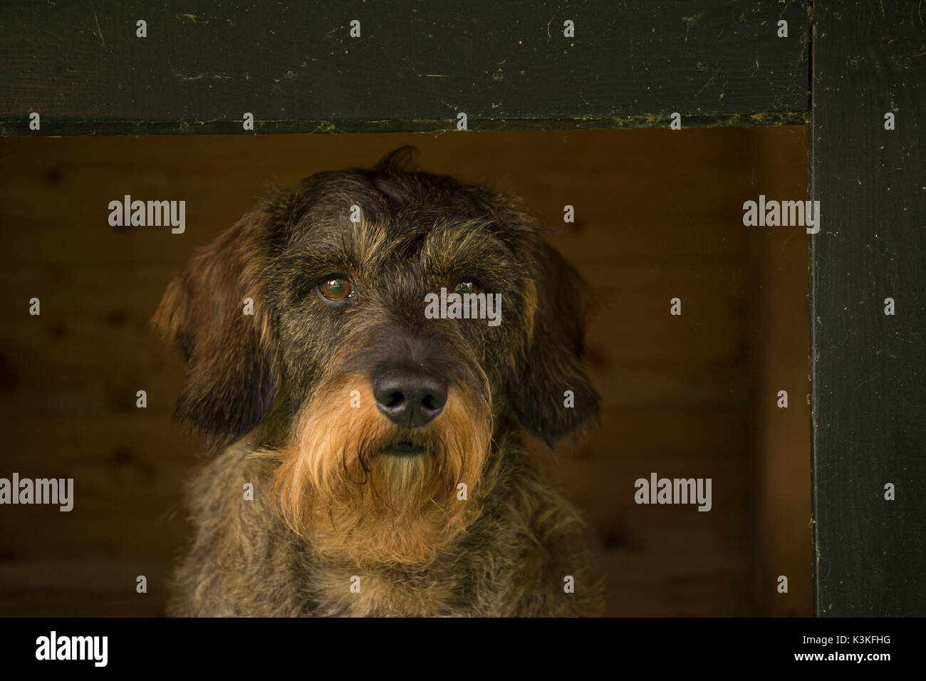 Wire Haired Dachshund Portrait High Resolution Stock Photography and ...