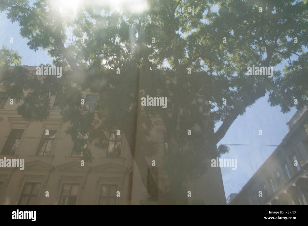 Europe, Austria, Vienna, capital, mirror image, tree and house facade ...