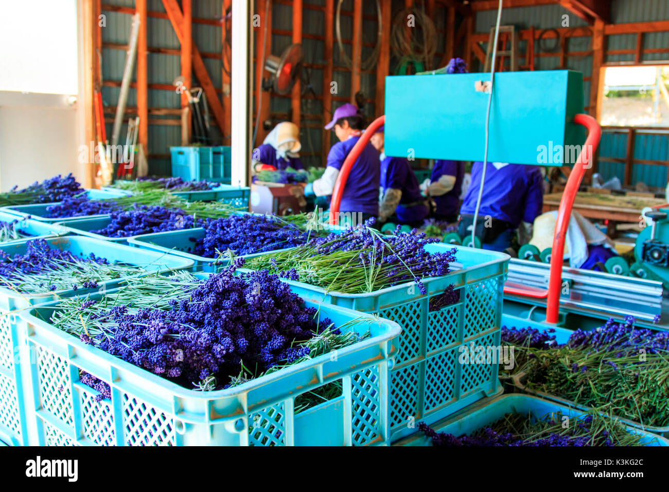 People processing lavender of the Tomita Farm in Hokkaido, Japan Stock Photo - Alamy