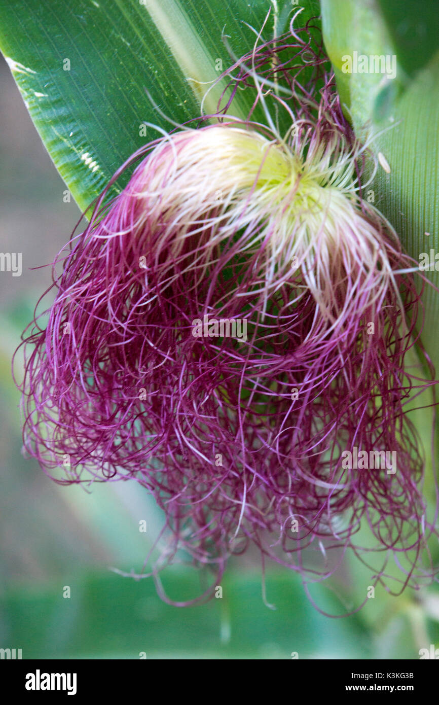 Female flower of corn is the ear hi-res stock photography and images ...