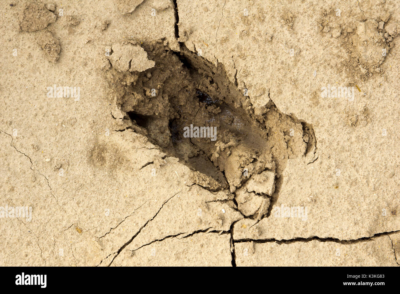 Boar footprint hi-res stock photography and images - Alamy