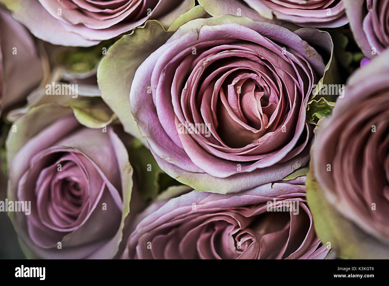 Closeup rose flower hi-res stock photography and images - Alamy