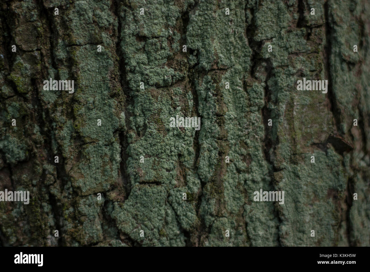 Up trunk hi-res stock photography and images - Alamy