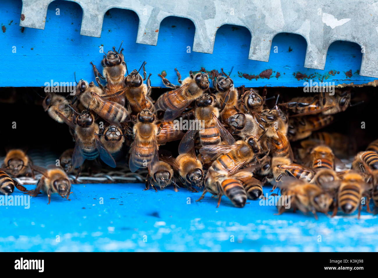 Many bees near their hive Stock Photo - Alamy
