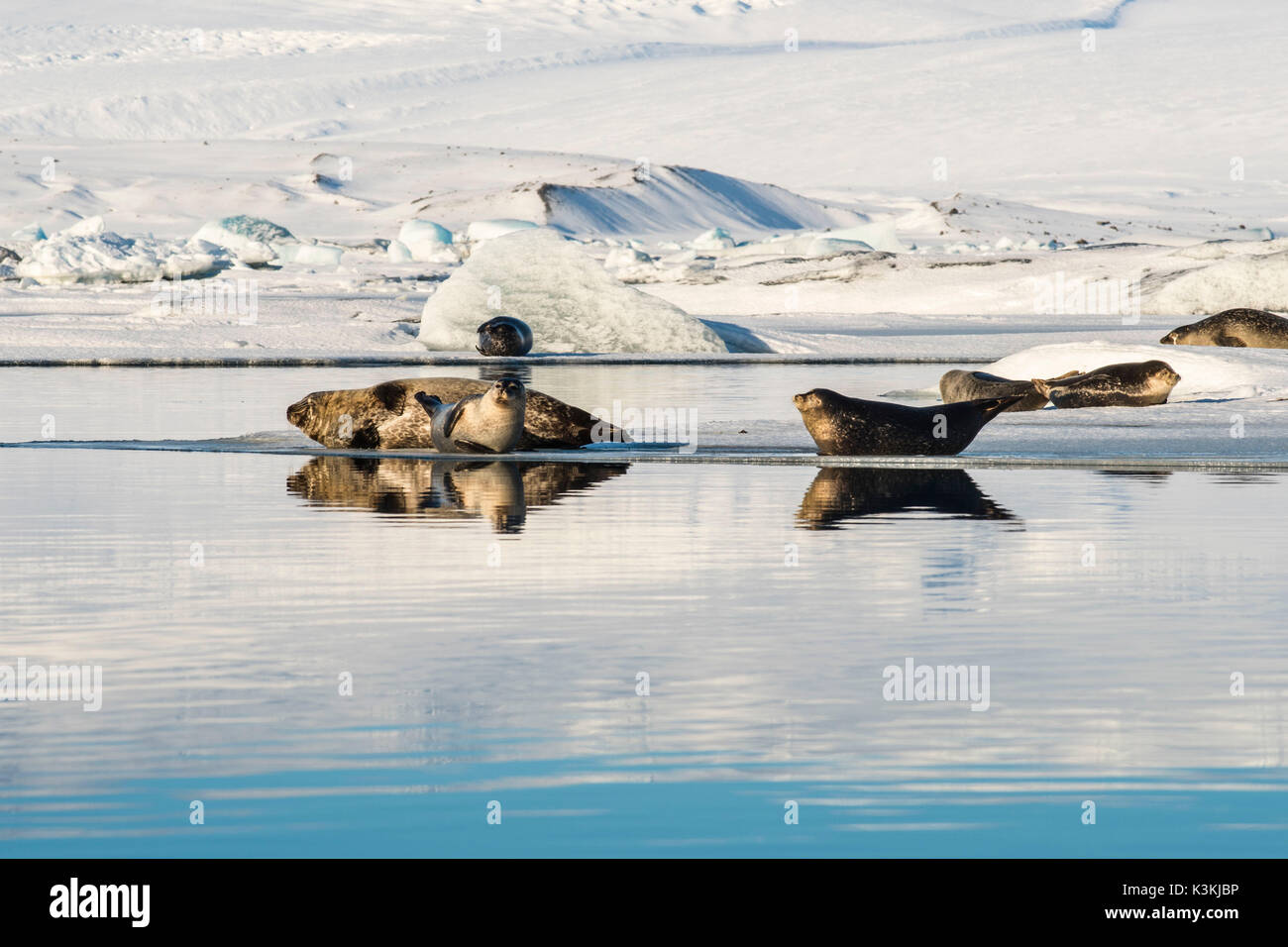 Arctic Seals High Resolution Stock Photography and Images - Alamy
