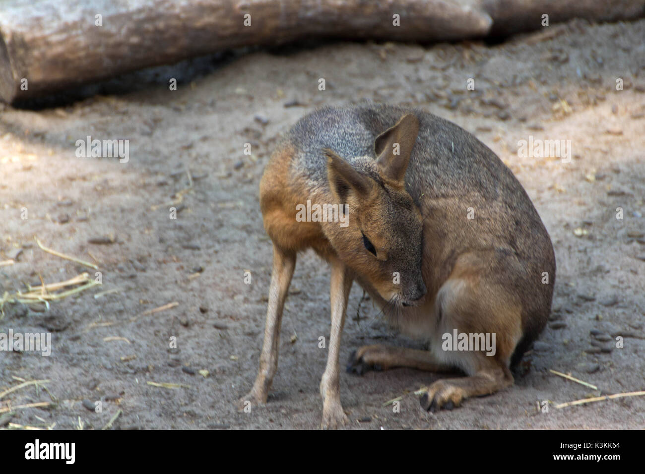 Rabbit argentina hi-res stock photography and images - Alamy
