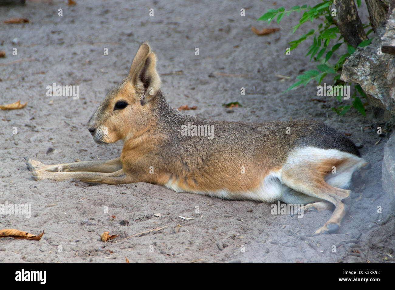Rabbit argentina hi-res stock photography and images - Alamy