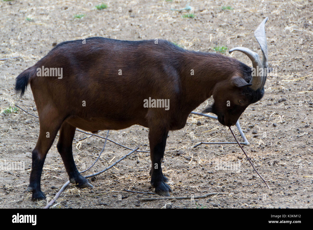 Adult male goats hi-res stock photography and images - Alamy