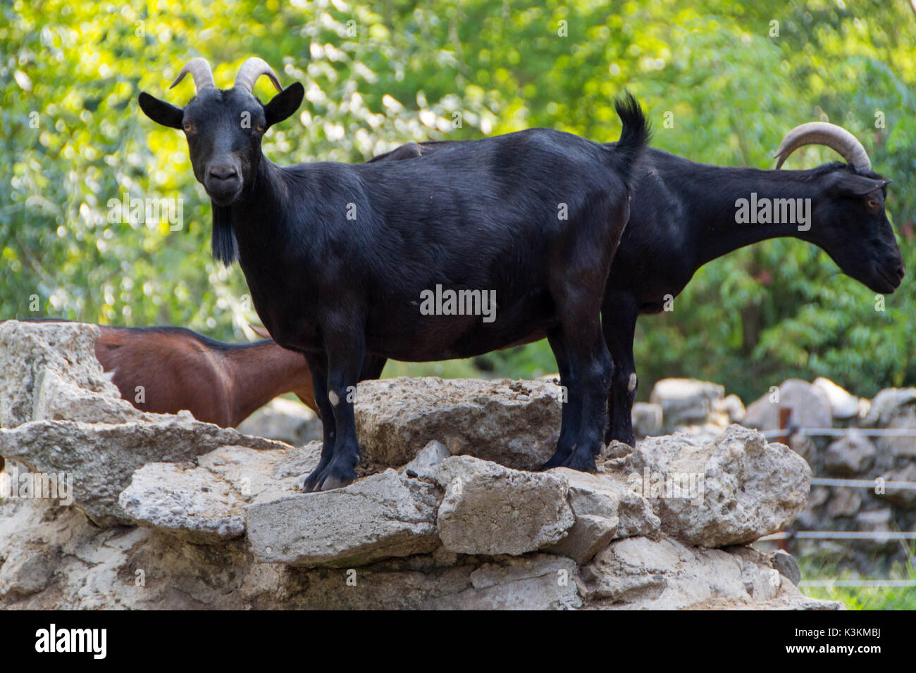 Domestic goats, farm animal, close up, adult goats Stock Photo - Alamy