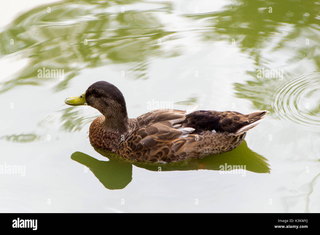 Mallard Duck Female. Sweet duck came out to me on the shore and was my ...