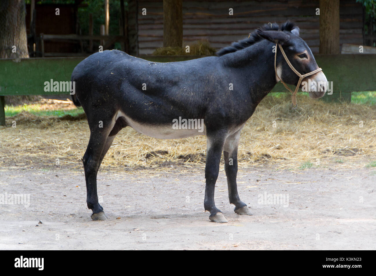 Sad face close up hi-res stock photography and images - Alamy
