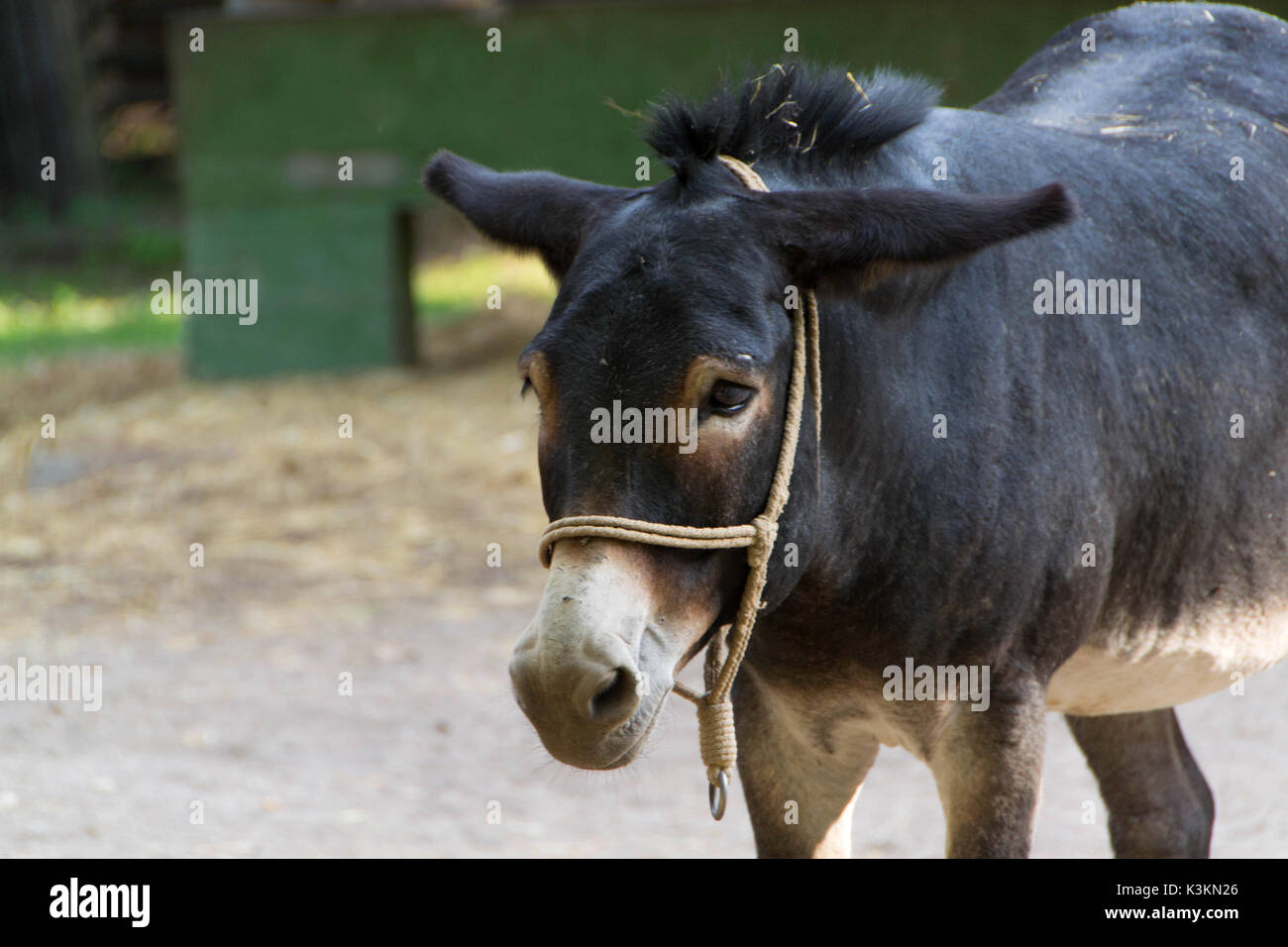 Sweet donkey with sad face, close up Stock Photo - Alamy