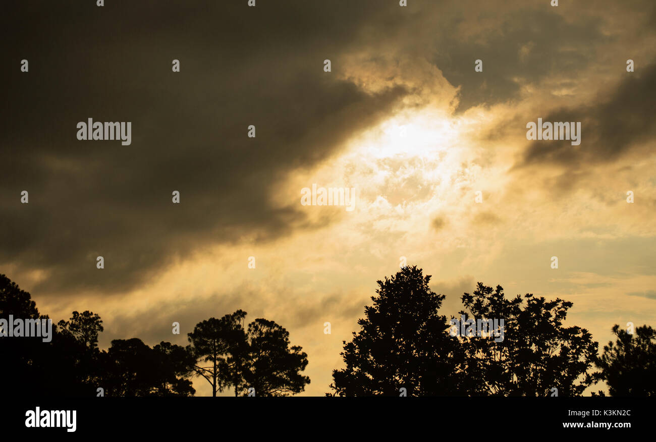 A yellow sunset behind a row of silhouetted pine trees Stock Photo - Alamy