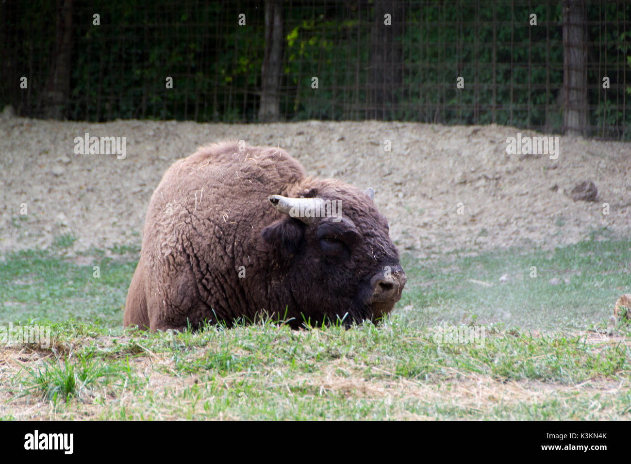 The European bison (Bison bonasus), also known as wisent or the ...