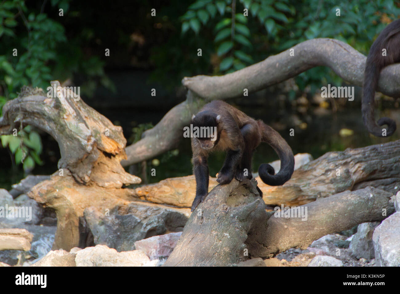New world monkey exploring the environment for food Stock Photo - Alamy