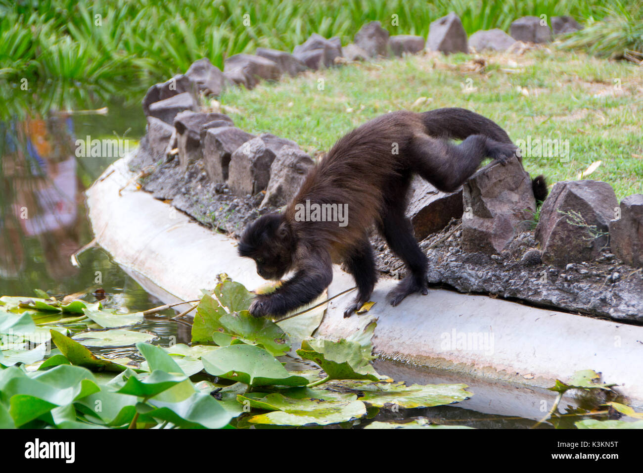 New world monkey exploring the environment for food Stock Photo - Alamy
