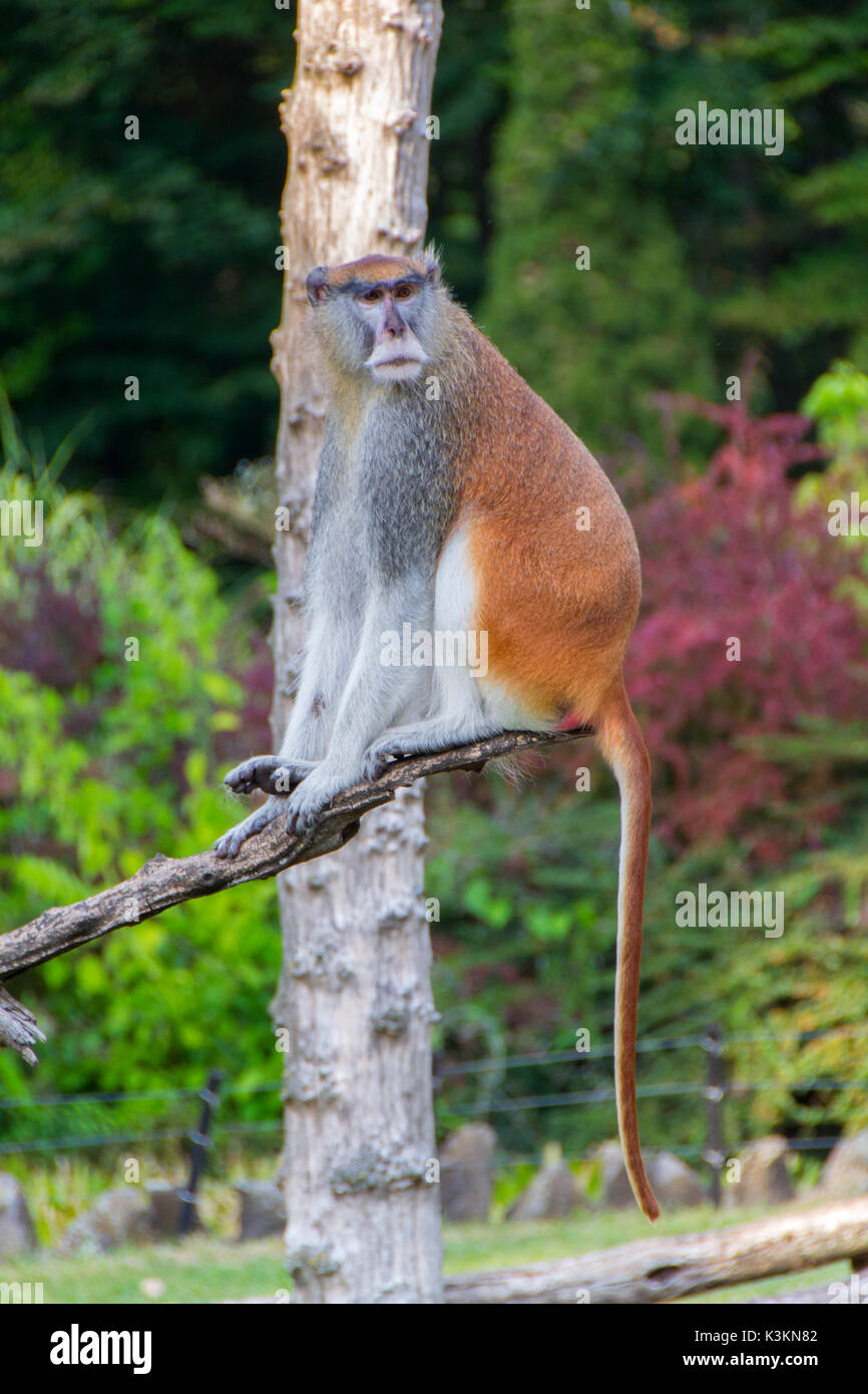 Military monkey hi-res stock photography and images - Alamy