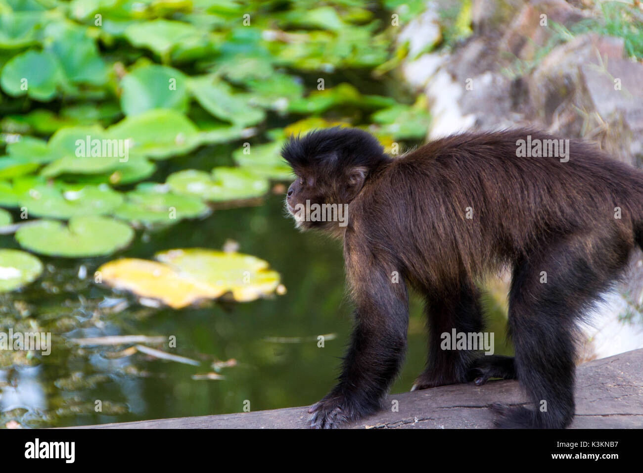New world monkey exploring the environment for food Stock Photo - Alamy