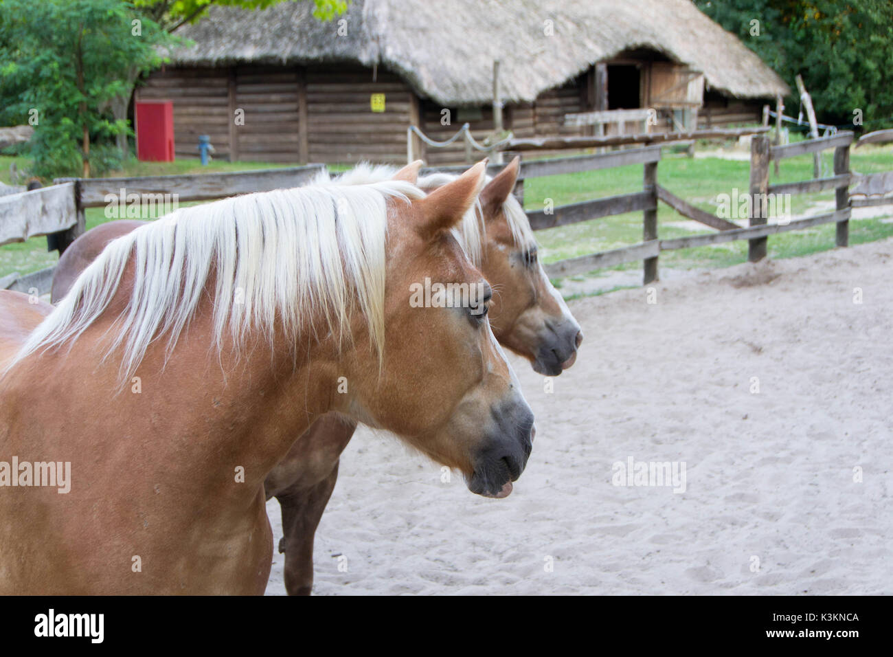 The Haflinger, also known as the Avelignese, close up Stock Photo - Alamy