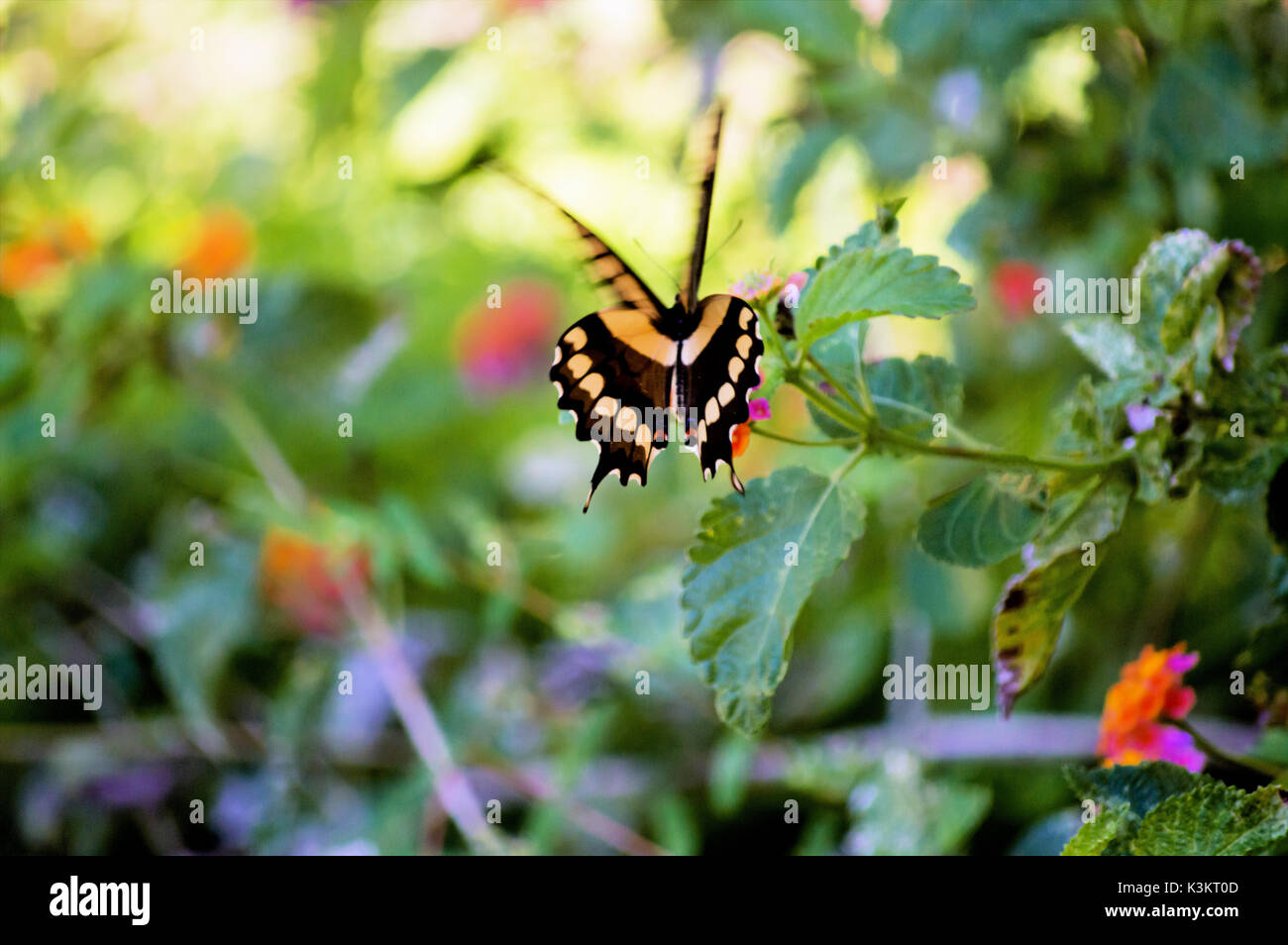 Multi color butterfly hi-res stock photography and images - Alamy