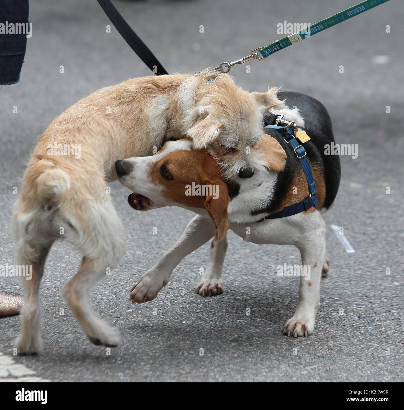 Peta animal testing hi-res stock photography and images - Alamy