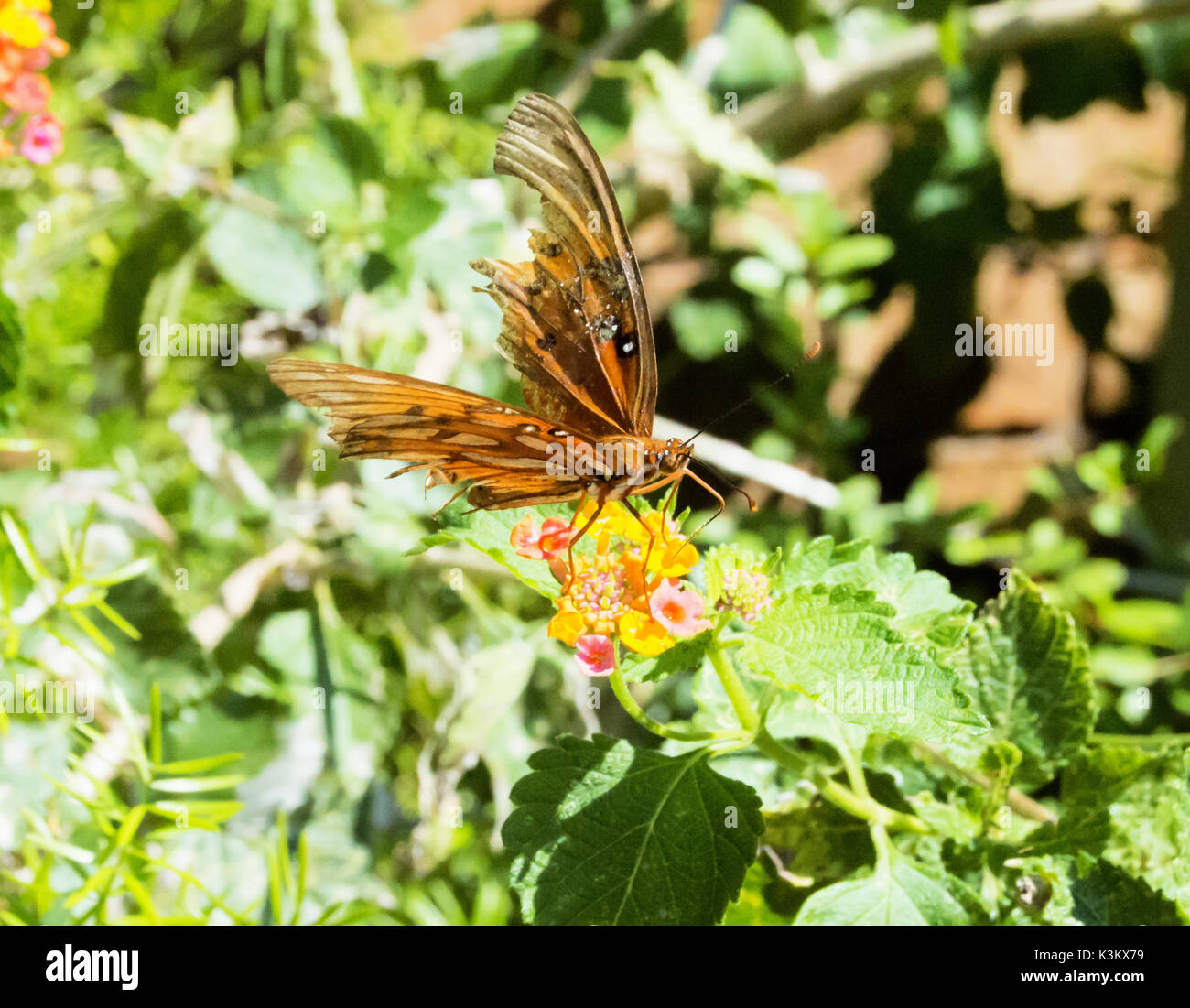 Multi color wings hi-res stock photography and images - Alamy