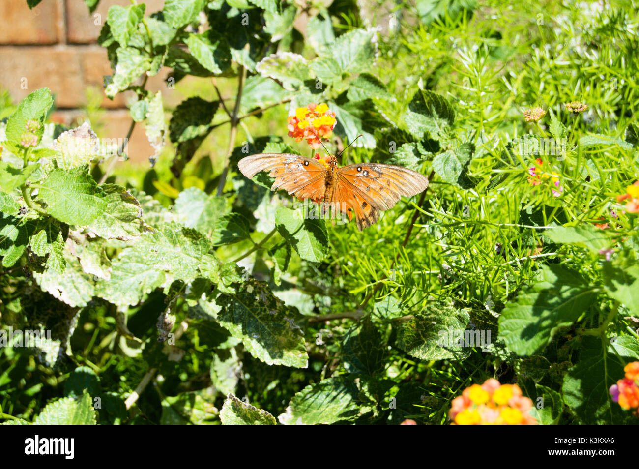 A hurt queen butterfly landed on a multi-colored lantana Stock Photo ...