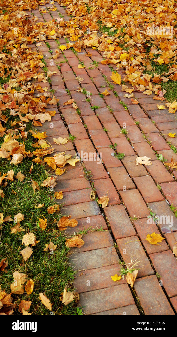 A brick pathway covered by golden maple leaves fallen from a nearby ...