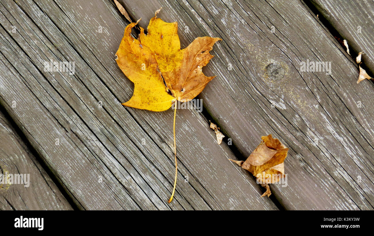 Curled maple hi-res stock photography and images - Alamy