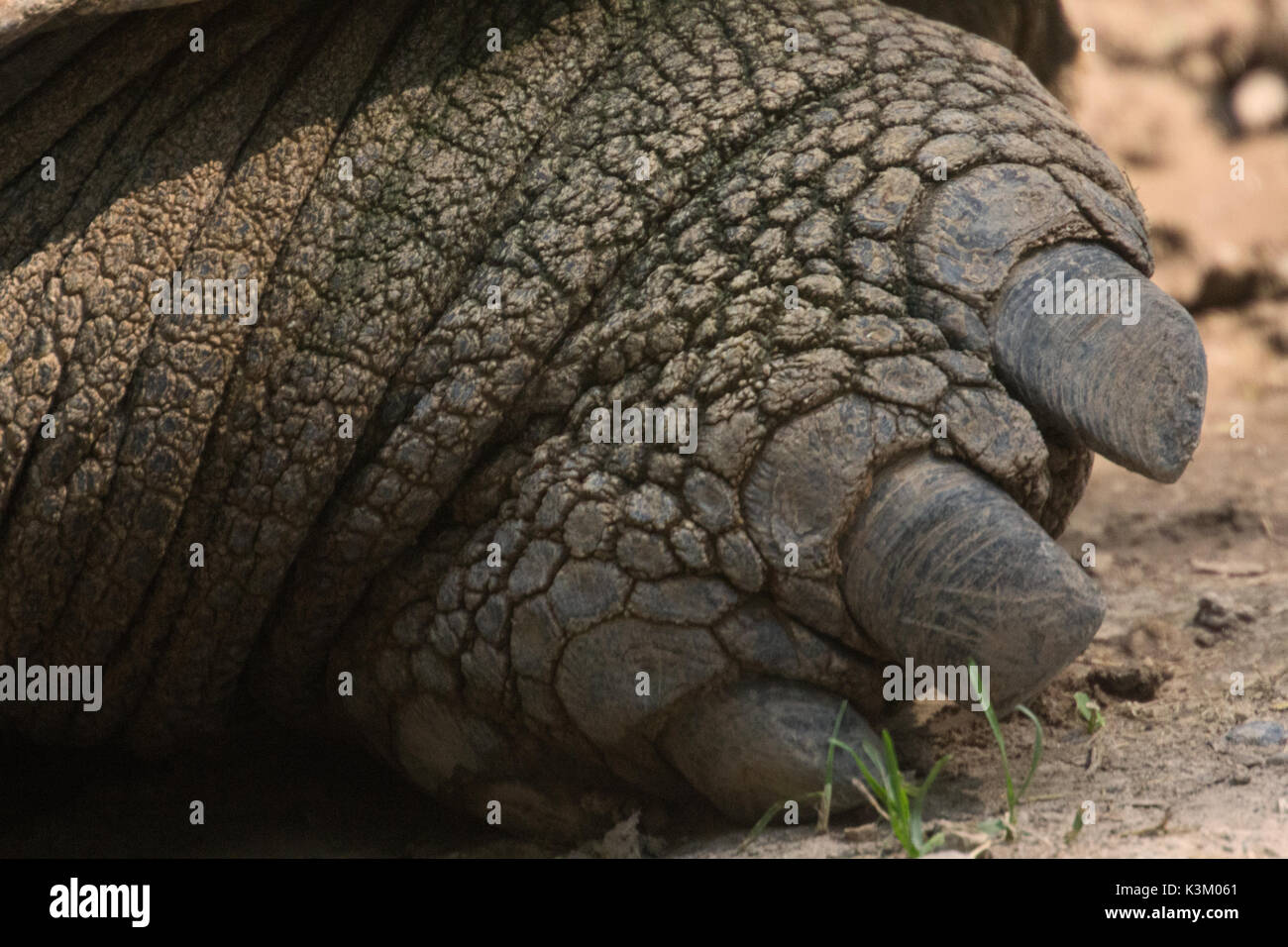 Giant leg hi-res stock photography and images - Alamy