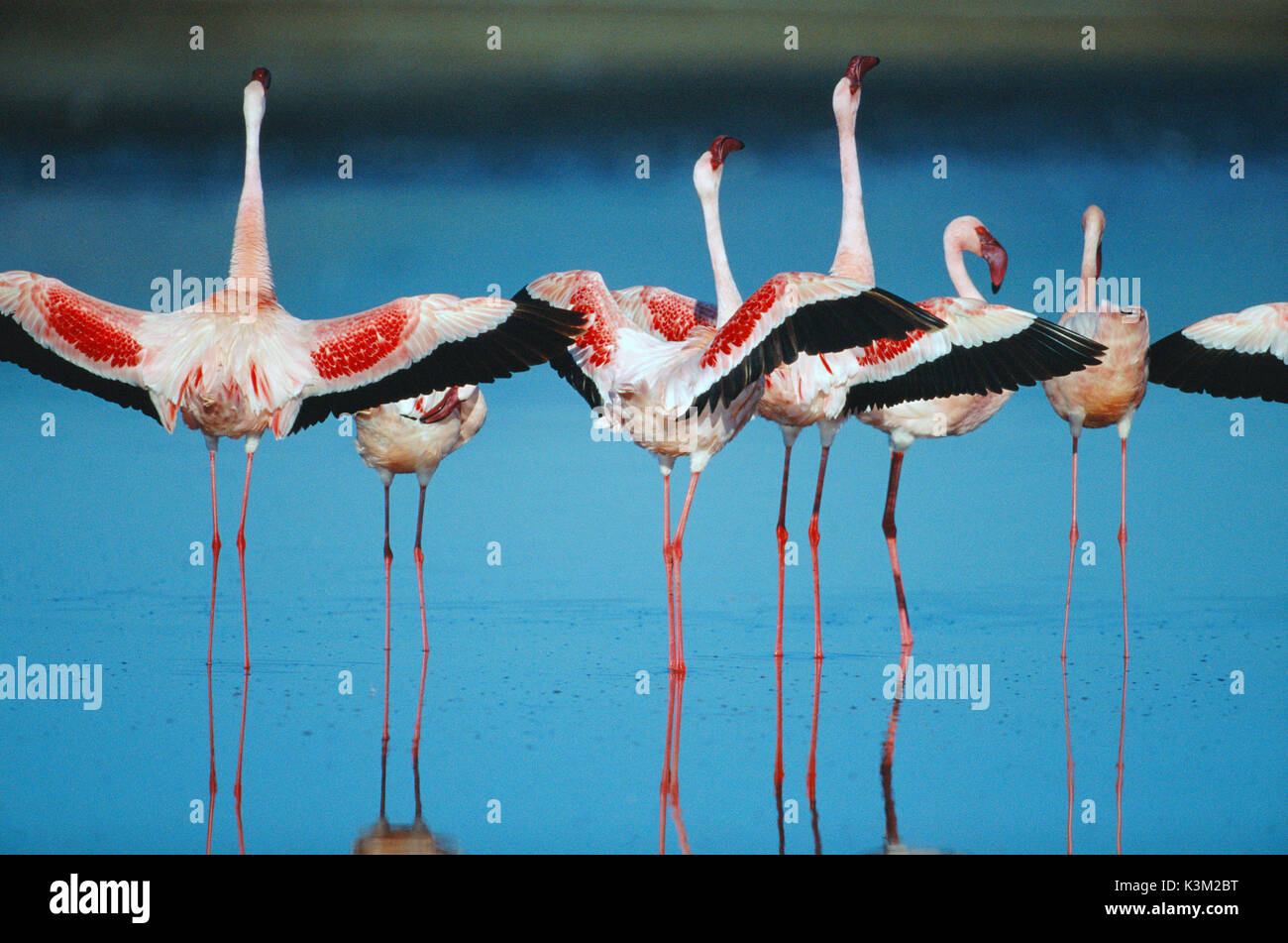 THE CRIMSON WING : MYSTERY OF THE FLAMINGOS aka THE CRIMSON WING : O ...